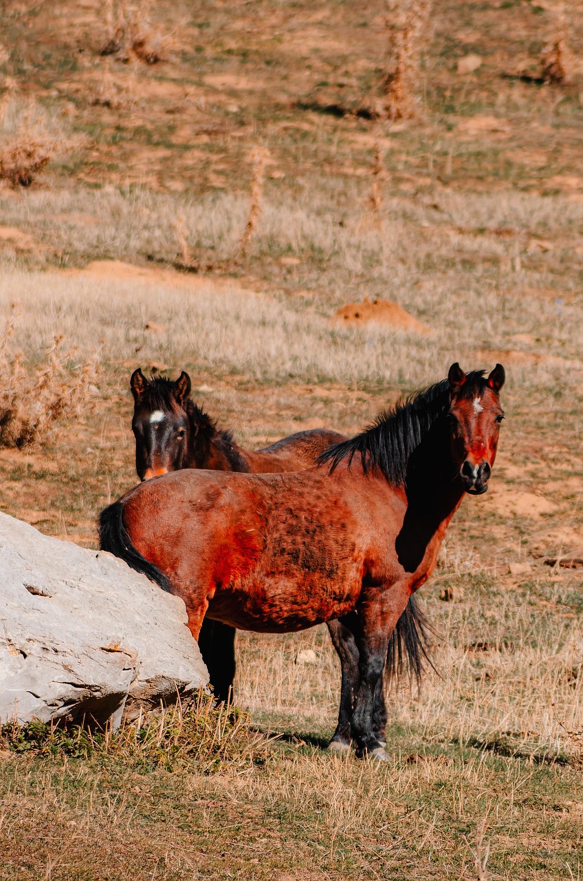 Horse Photography Wild Mustangs - Free photo on Pixabay - Pixabay