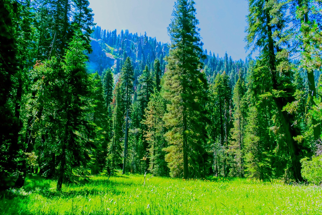 Floresta Natureza Arvores - Foto gratuita no Pixabay - Pixabay