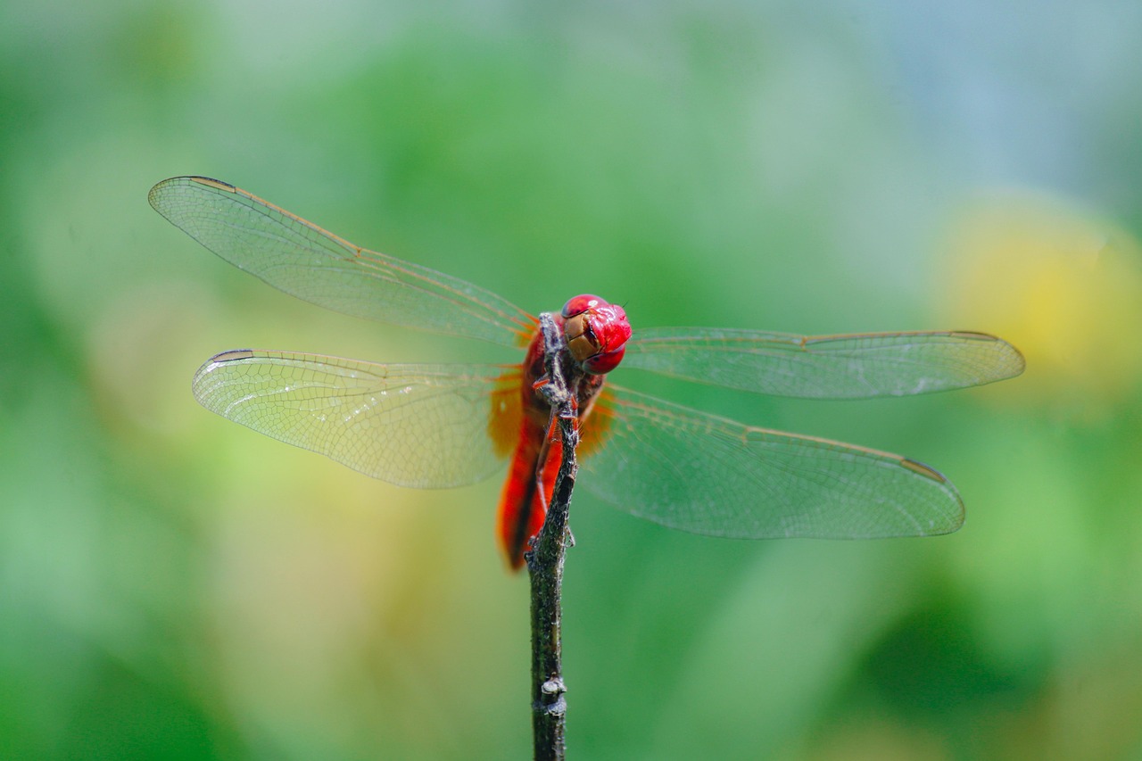 Dragonfly Insect Nature - Free photo on Pixabay - Pixabay