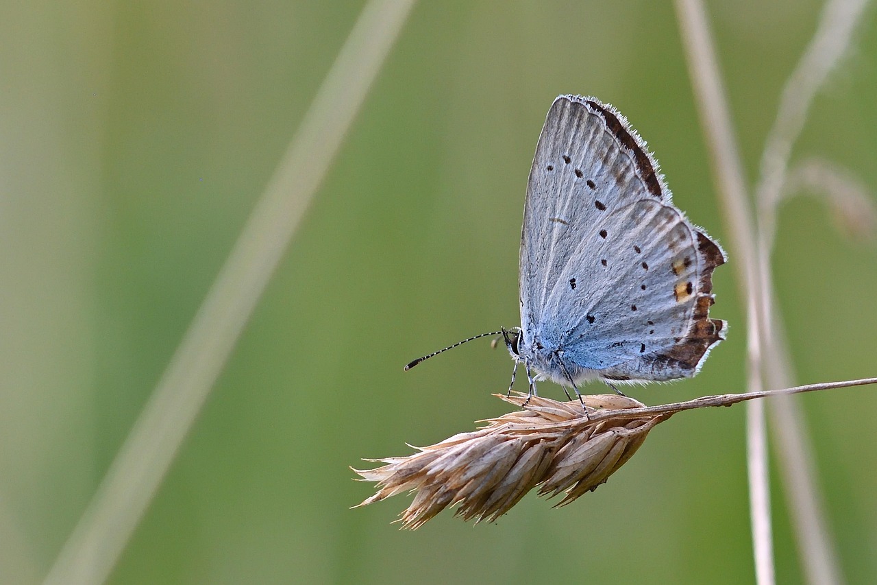 Mariposa Azul Común Azulado - Foto gratis en Pixabay - Pixabay
