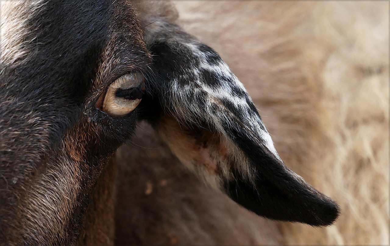 Sheep Nature Animals - Free photo on Pixabay