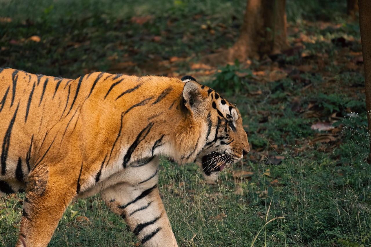 Tiger Animal Predator - Free photo on Pixabay