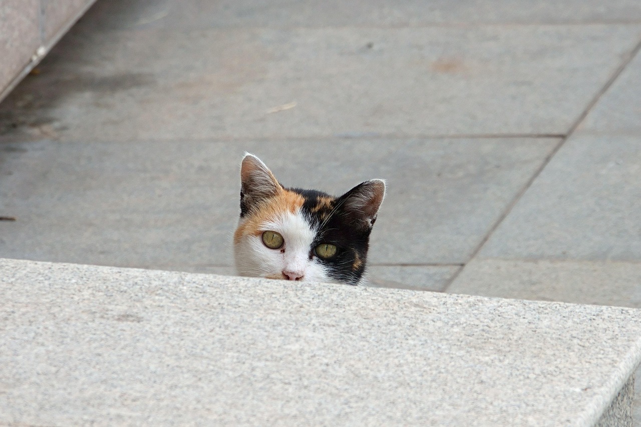Cat Look At Hide - Free photo on Pixabay