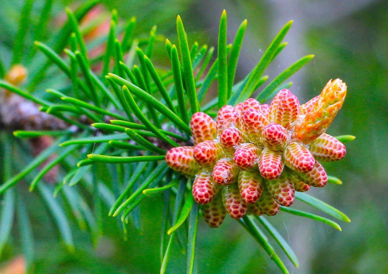 Sprig Pine - Free photo on Pixabay
