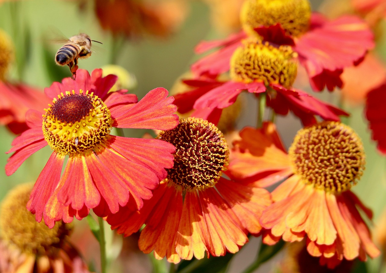 Honey Bee Flower Free Photo On Pixabay Pixabay