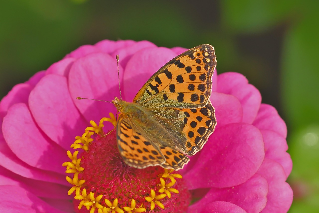 Perlmutterfalter Butterfly Insect - Free photo on Pixabay - Pixabay