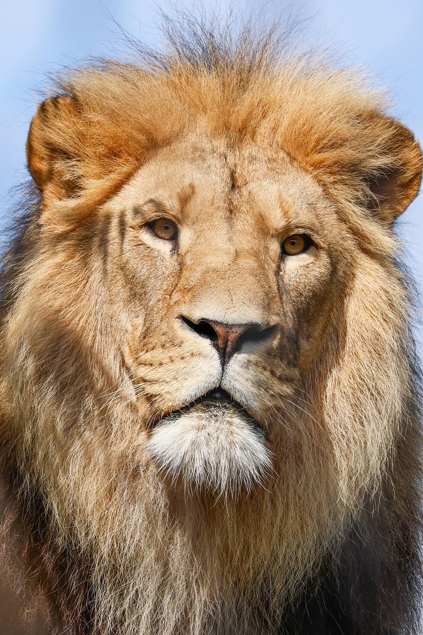Lion Mammifère Gros Chat - Photo gratuite sur Pixabay