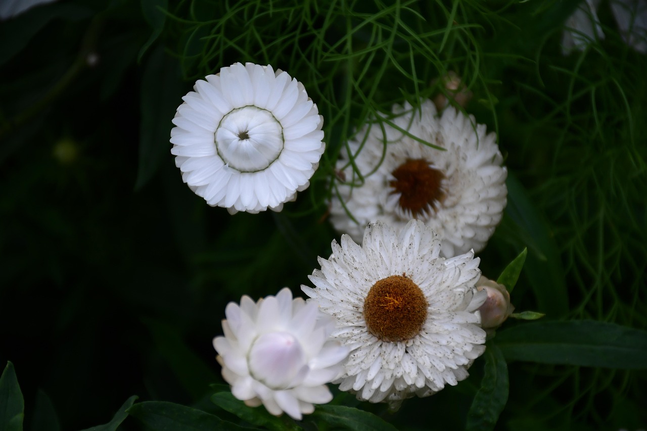 Strawflower Flower Bloom - Free photo on Pixabay - Pixabay