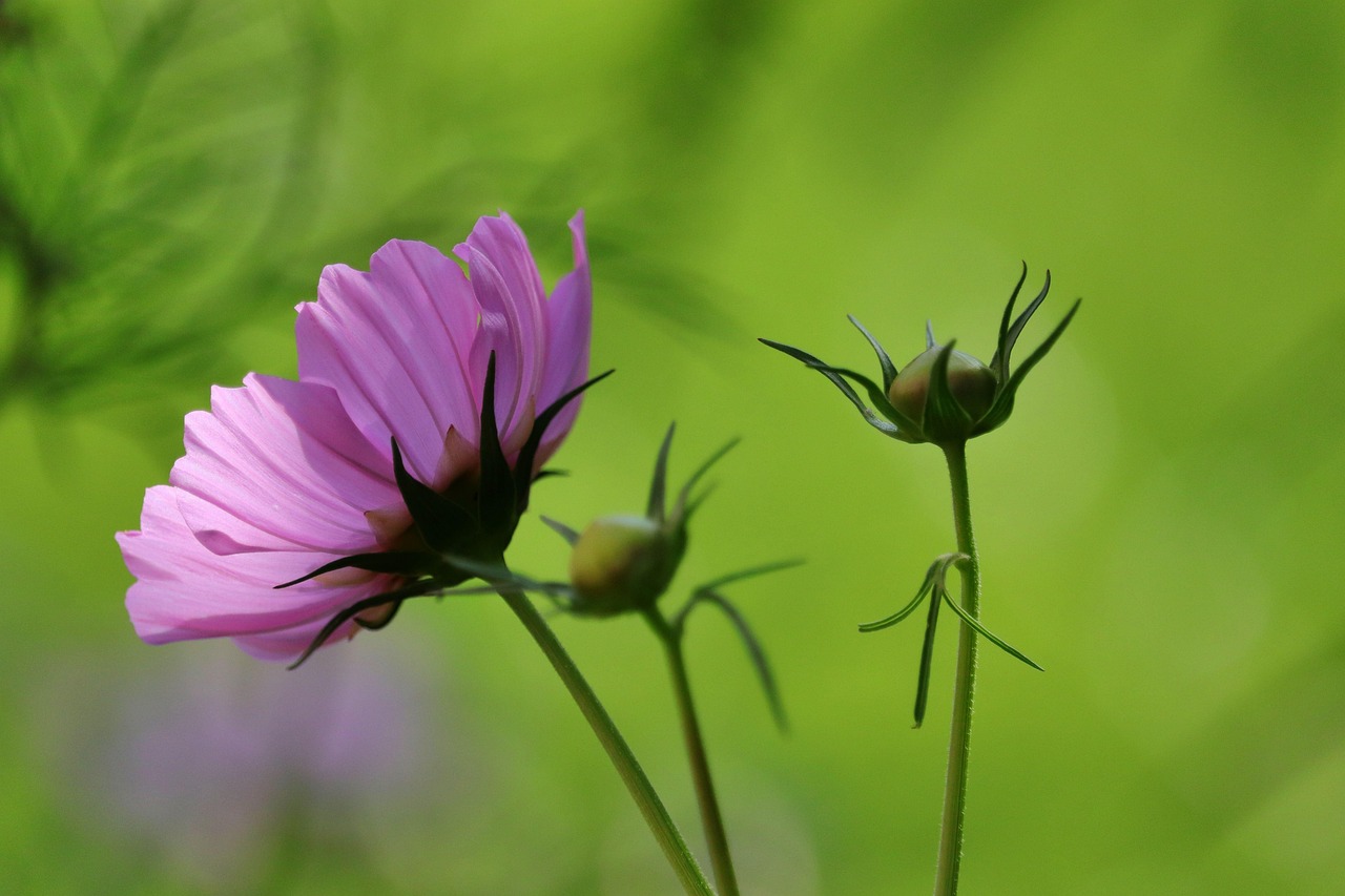 Cosmea Schmuckkörbchen Natur - Kostenloses Foto auf Pixabay - Pixabay