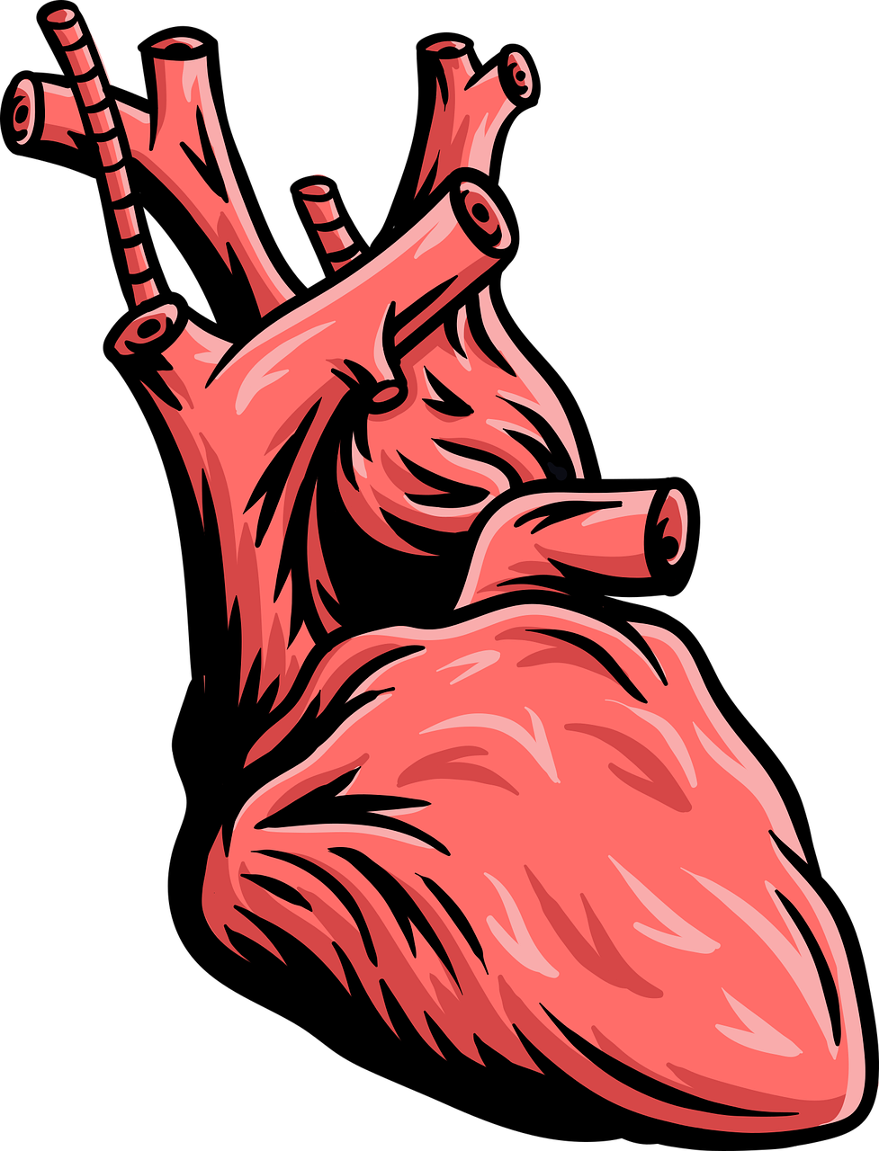 Download Heart Organ Health Royalty Free Vector Graphic Pixabay