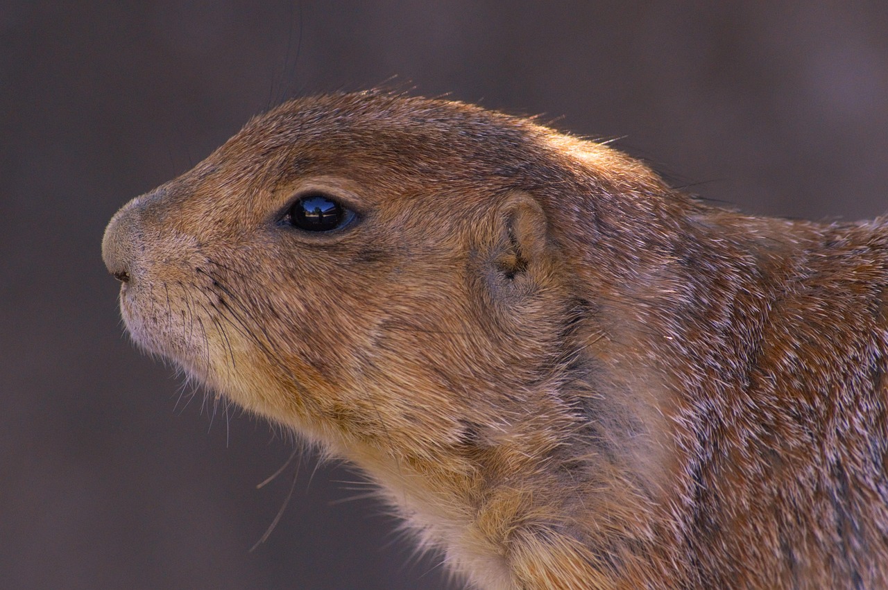 Black-Tailed Prairie Dog Rodent - Free photo on Pixabay - Pixabay