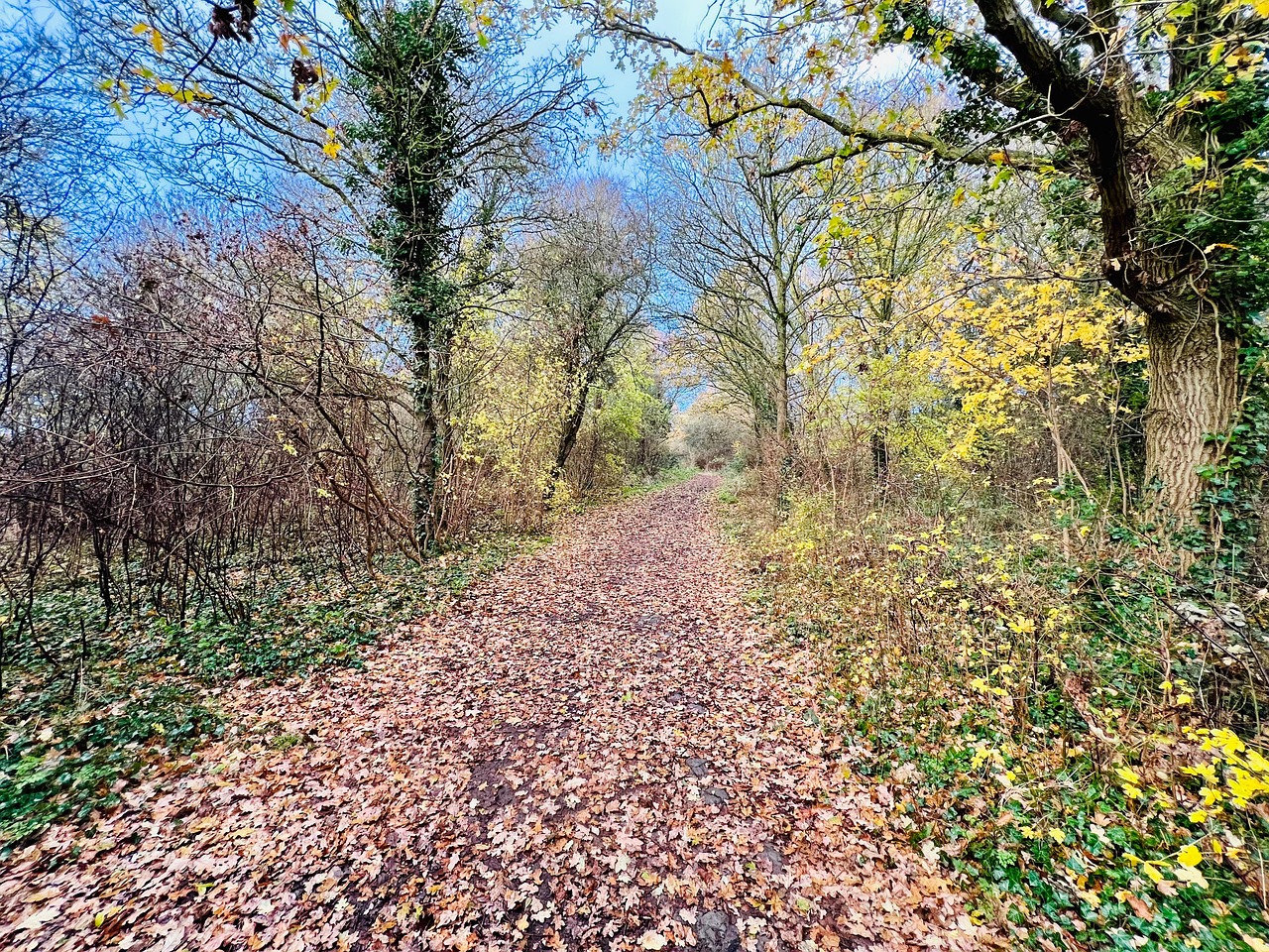 Autumn Fall Leaves - Free photo on Pixabay - Pixabay