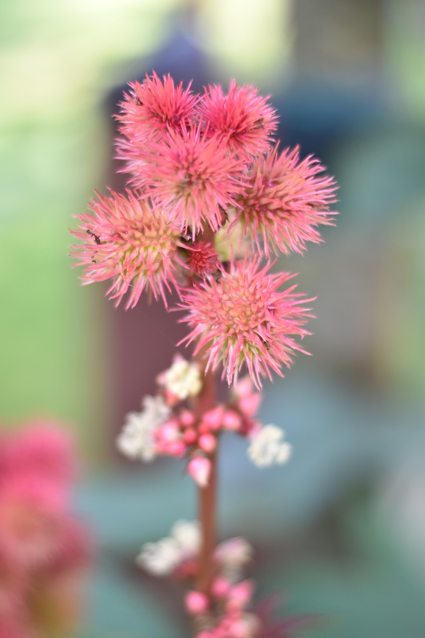 Flower Nature Blossom - Free photo on Pixabay