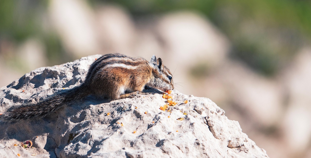 Chipmunk Squirrel Rock - Free photo on Pixabay