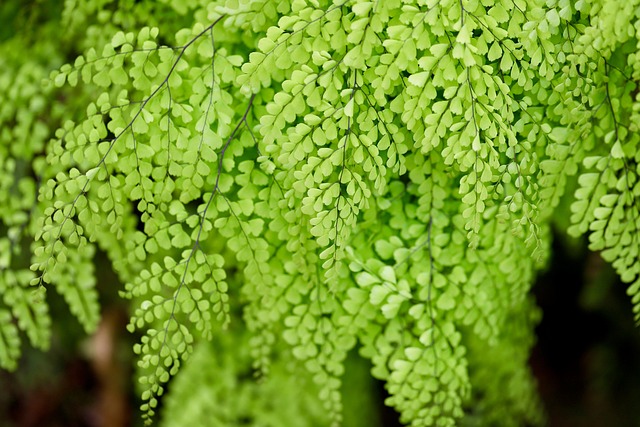 Page 2 - 3,000+ Free Fern Frond & Fern Photos - Pixabay