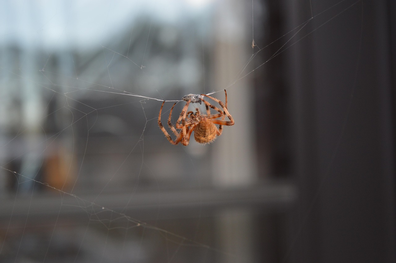 Insect Entomology Spider - Free photo on Pixabay - Pixabay