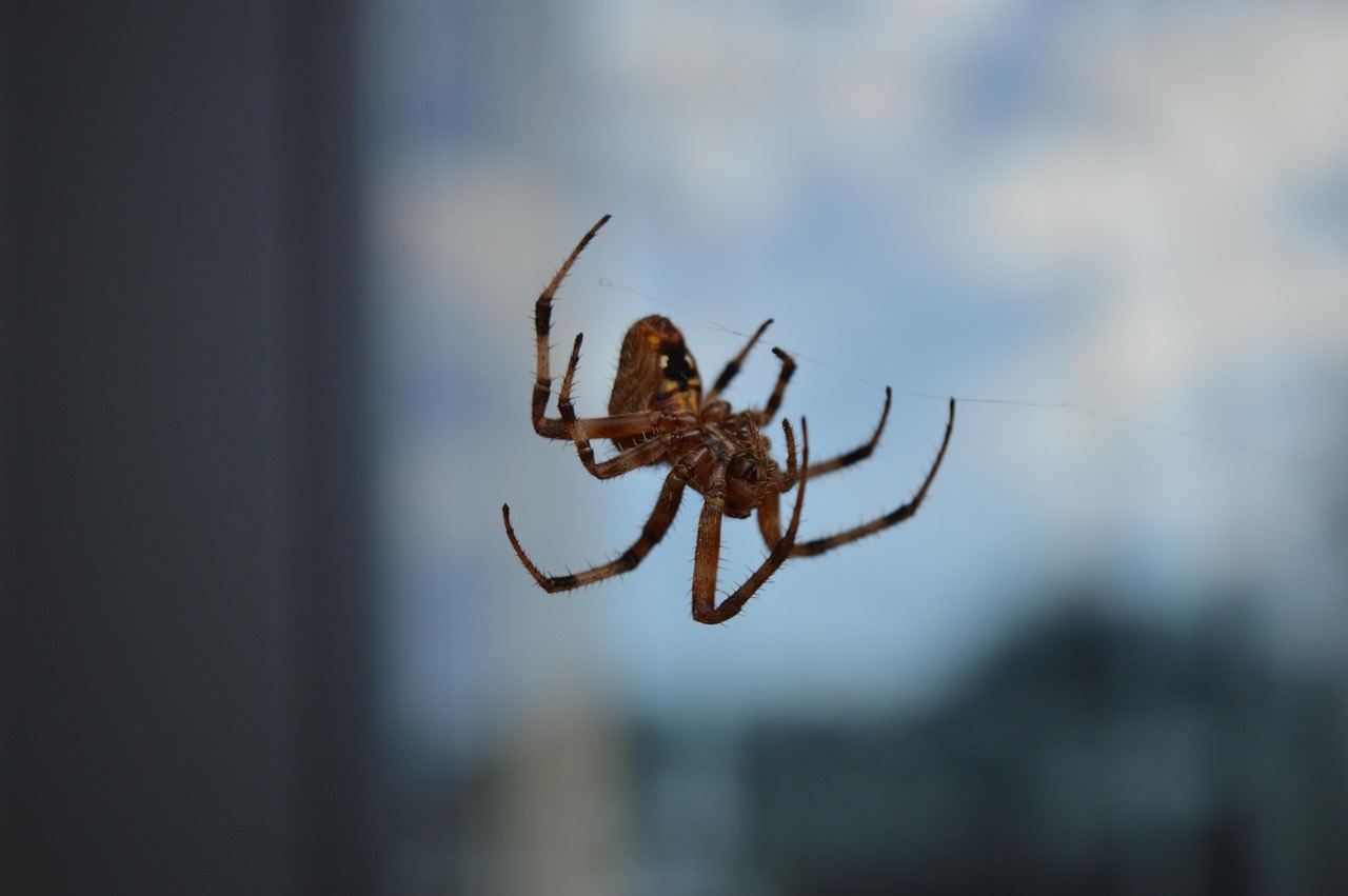 Insect Entomology Spider - Free photo on Pixabay - Pixabay