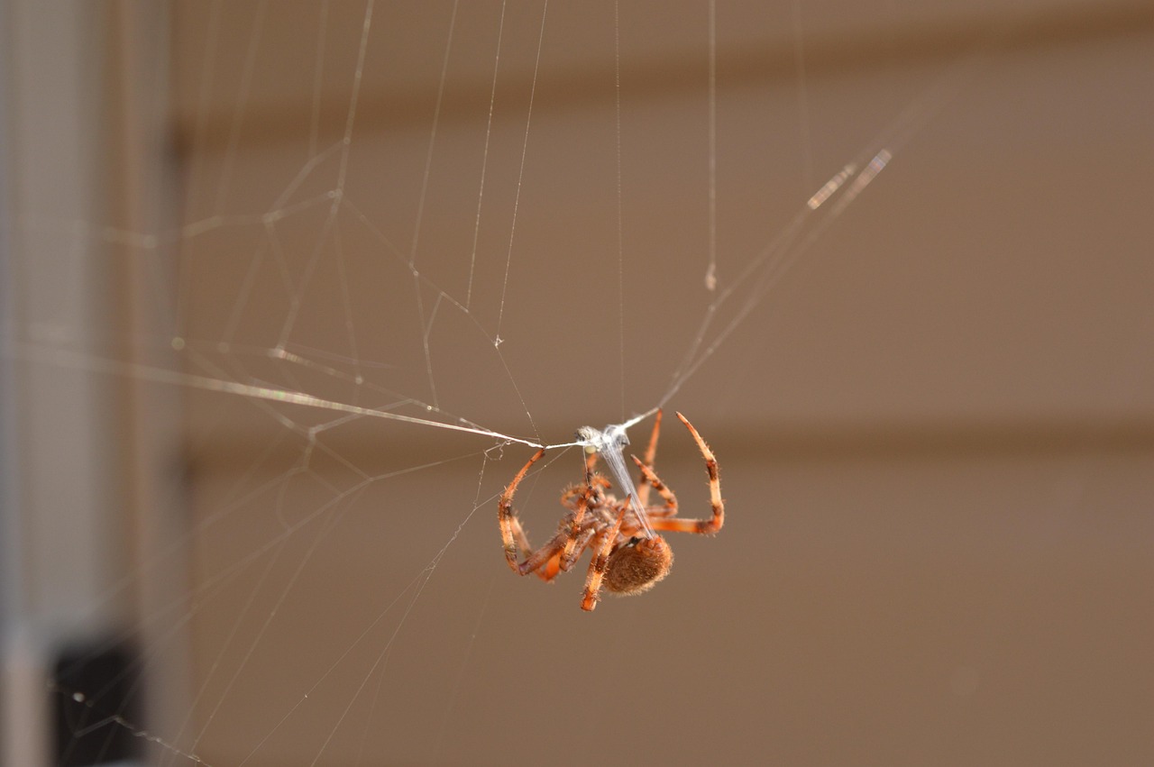Insect Entomology Spider - Free photo on Pixabay - Pixabay