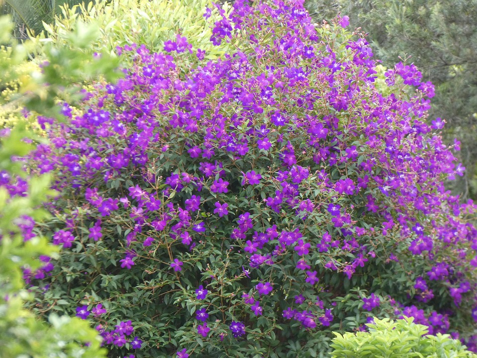 Amazing Purple Flowers Bush Photos