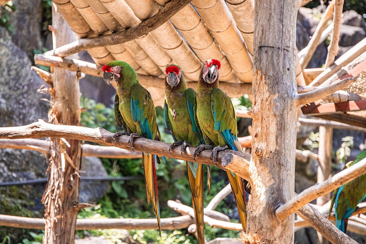 Parrots Birds Fauna - Free photo on Pixabay - Pixabay