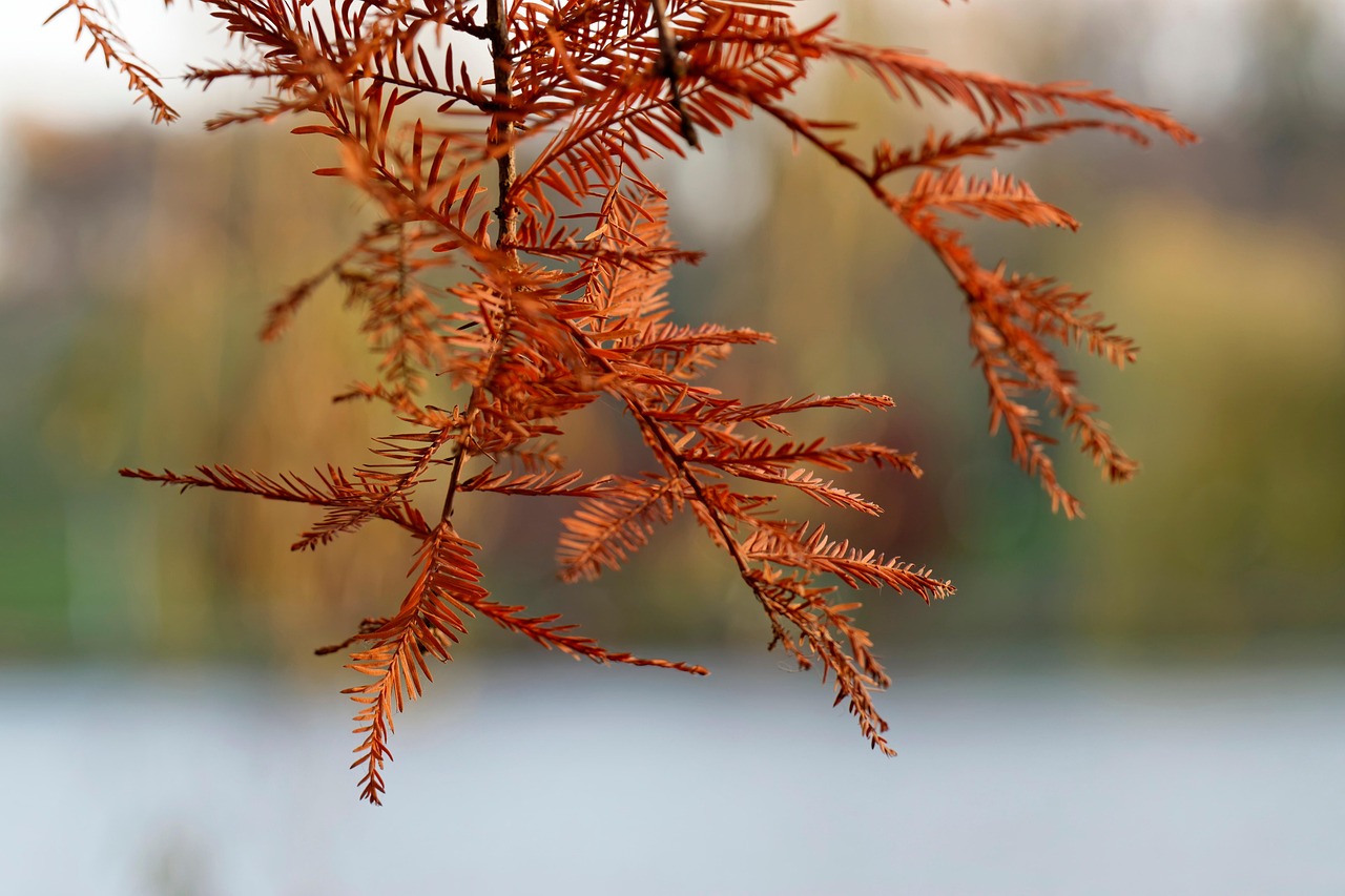 Twig Fir Tree Conifer - Free photo on Pixabay