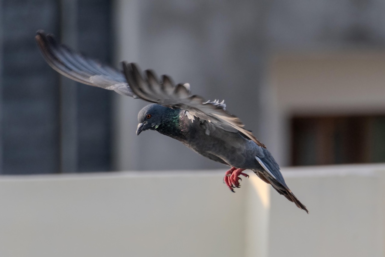 Pigeon Biset En Volant Oiseau - Photo gratuite sur Pixabay