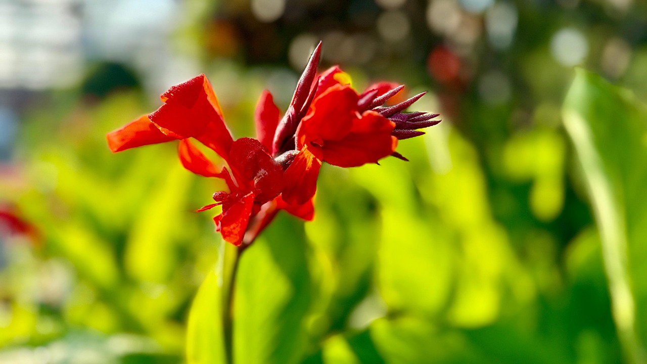 Canna Natural Flower - Free photo on Pixabay - Pixabay