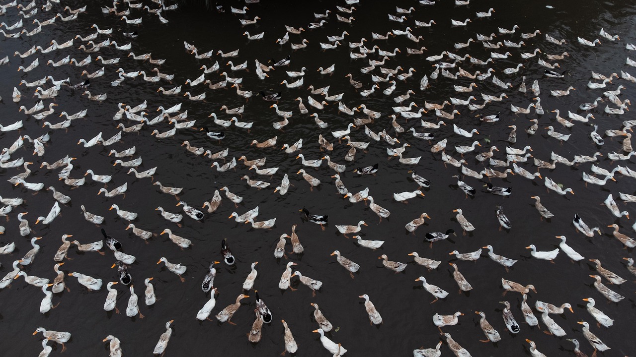 Flock Of Ducks Panoramic Animals - Free photo on Pixabay