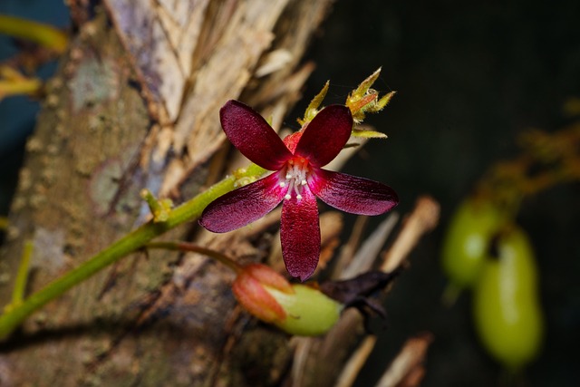 Flower Fruit Sour - Free photo on Pixabay
