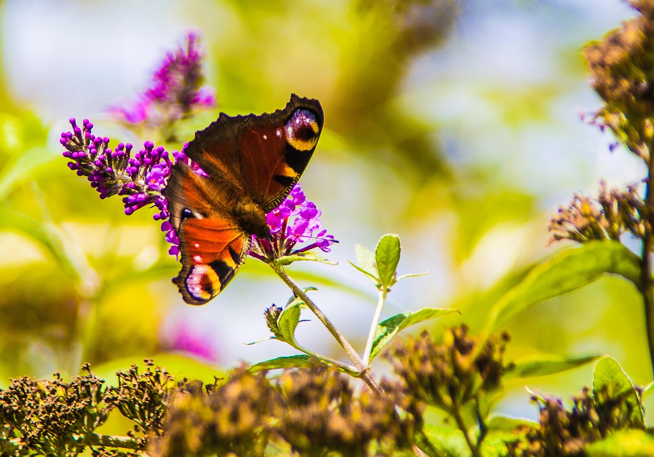 Nature Insects Flowers - Free photo on Pixabay