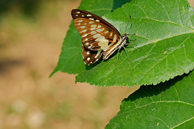 Butterfly Common Jay Insect - Free photo on Pixabay