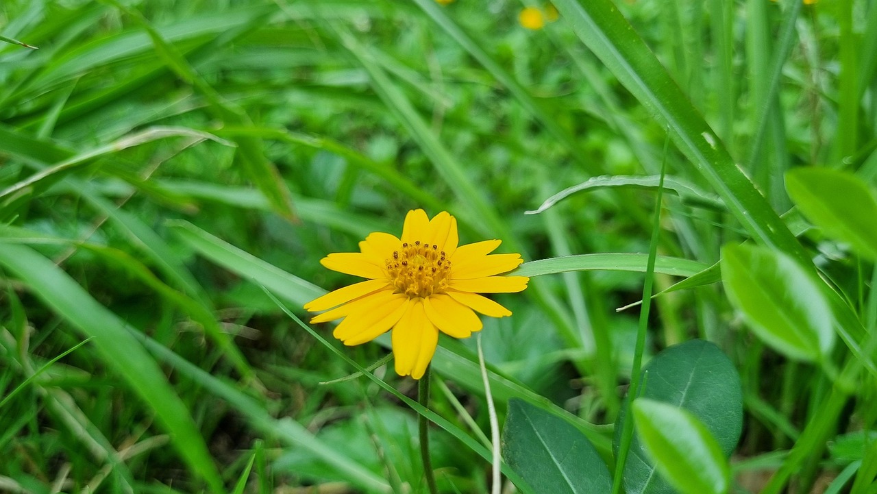 Flower Nature Green - Free photo on Pixabay