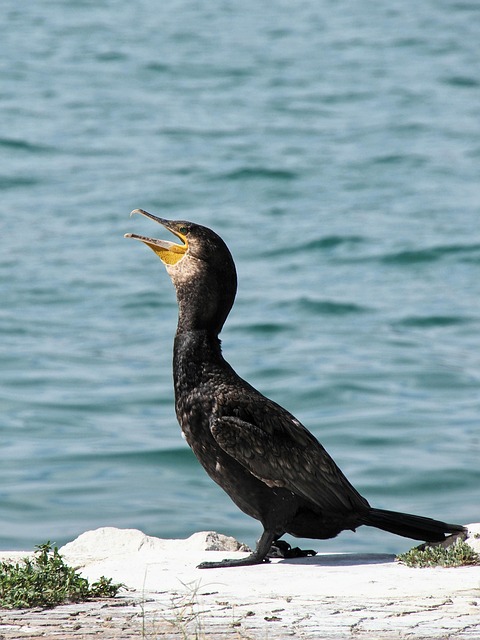 Bird Comoran Water - Free photo on Pixabay