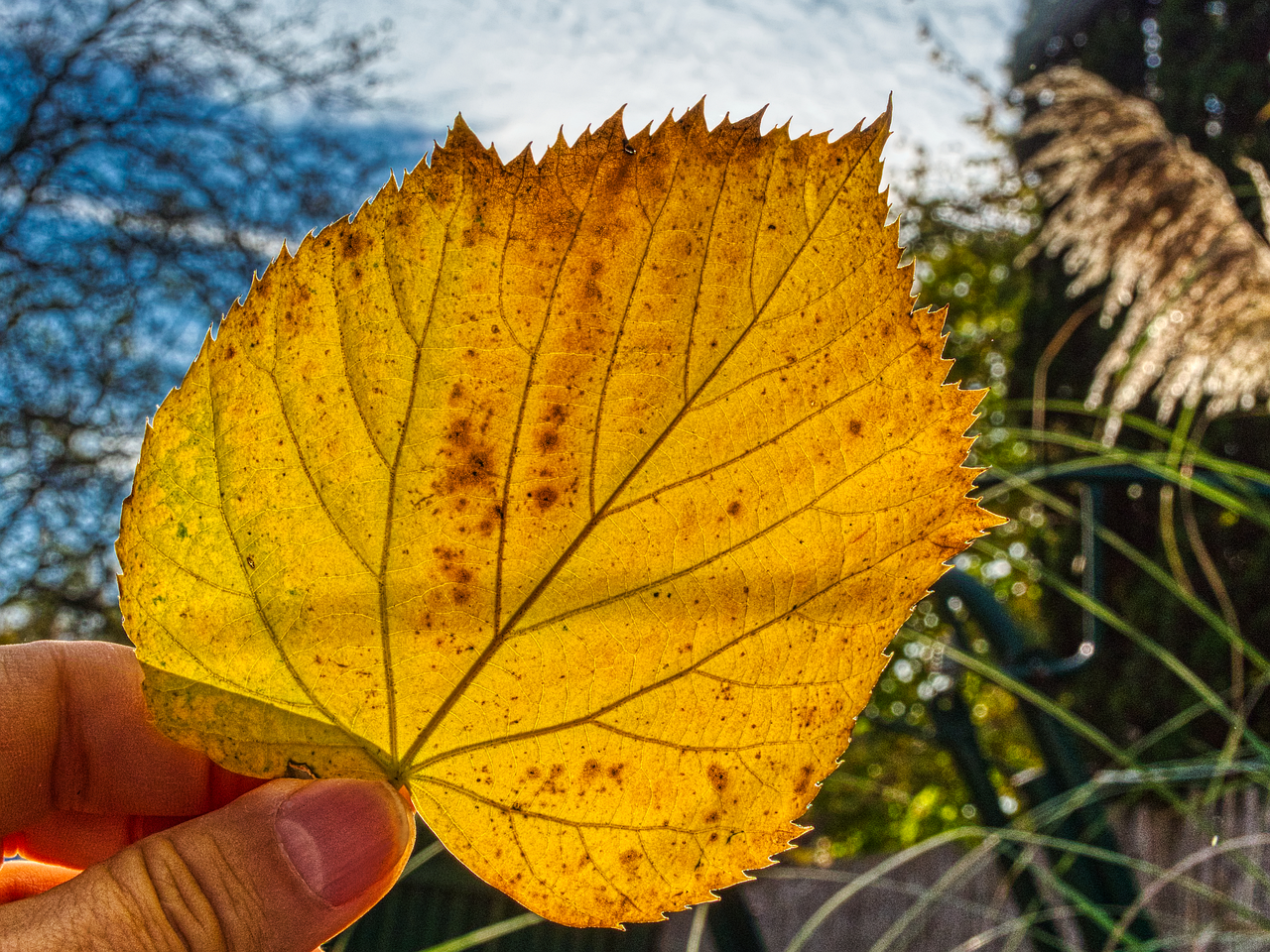 Foliage Nature Autumn - Free photo on Pixabay