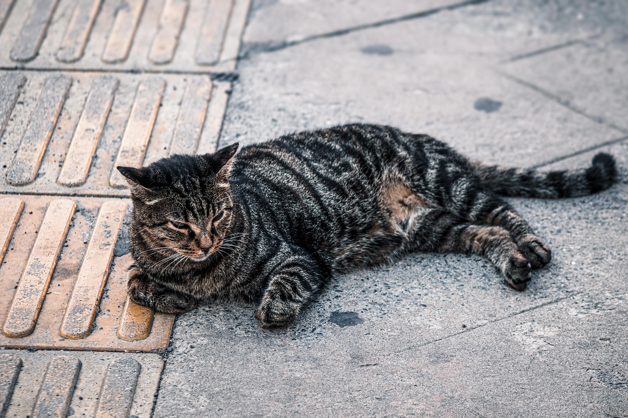 Fotografia Animalelor Tapet Cu - Fotografie gratuită pe Pixabay