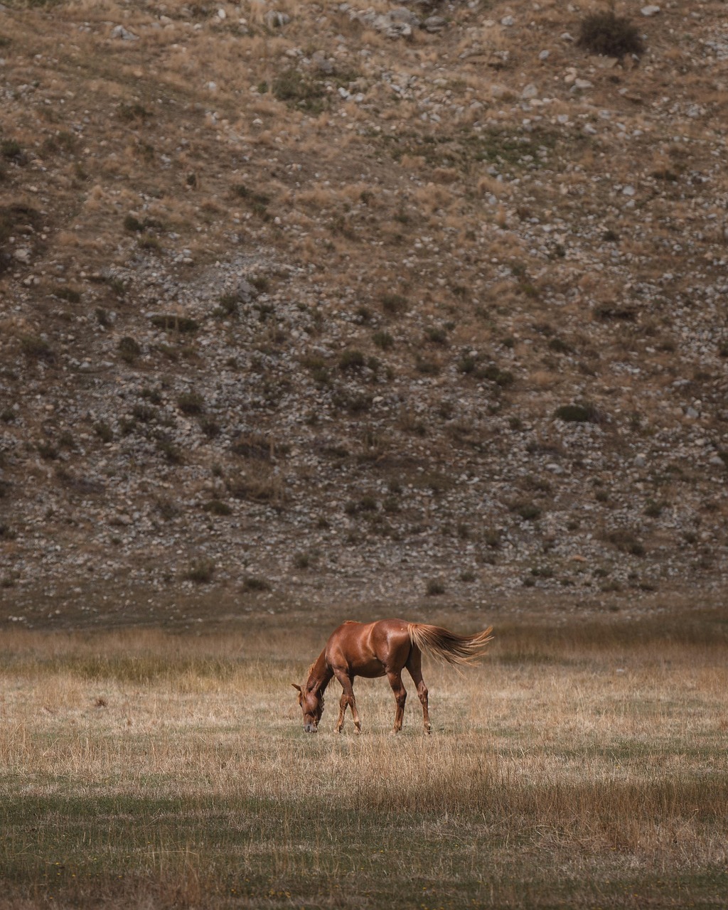 Majestic Grazing Horse - Free photo on Pixabay