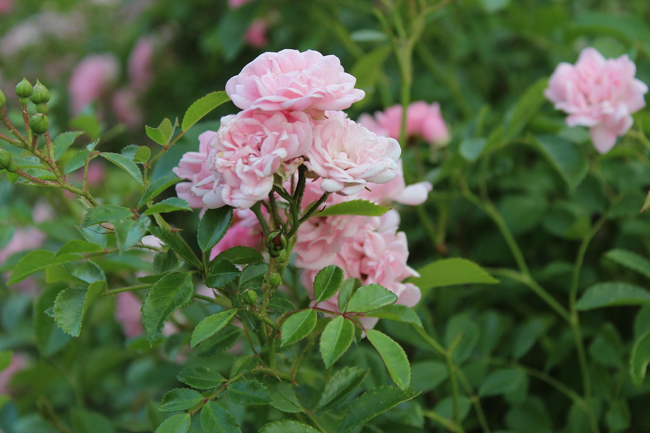 Rose Fleur Flore - Photo gratuite sur Pixabay