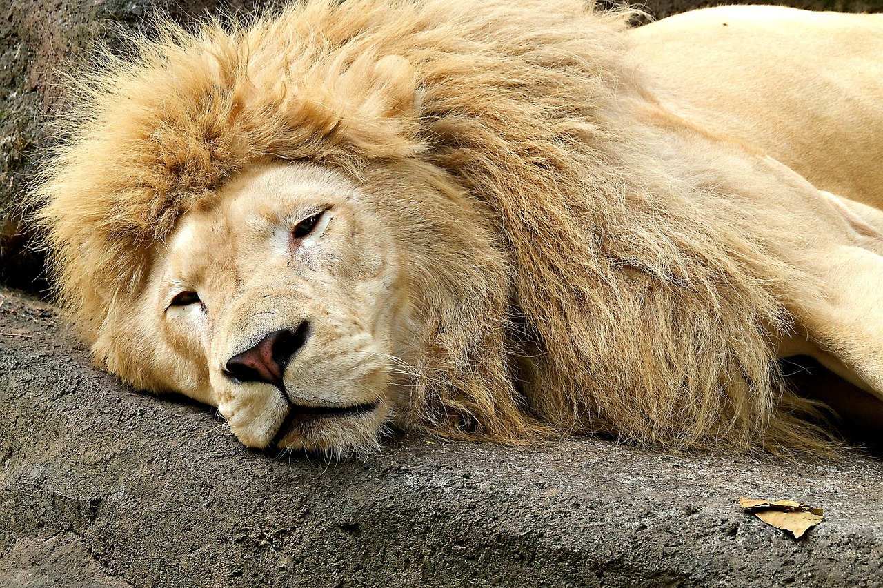 Lion Feline Mane - Free photo on Pixabay