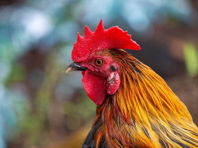 Poulet Poule Animal - Photo gratuite sur Pixabay