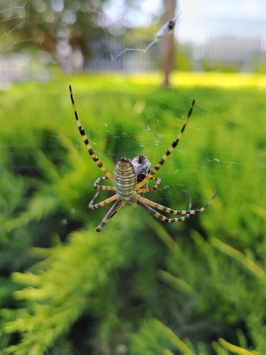 La Nature Les Animaux Insectes - Photo gratuite sur Pixabay