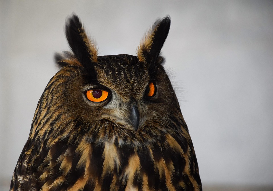 Owl Bird Wildlife - Free photo on Pixabay