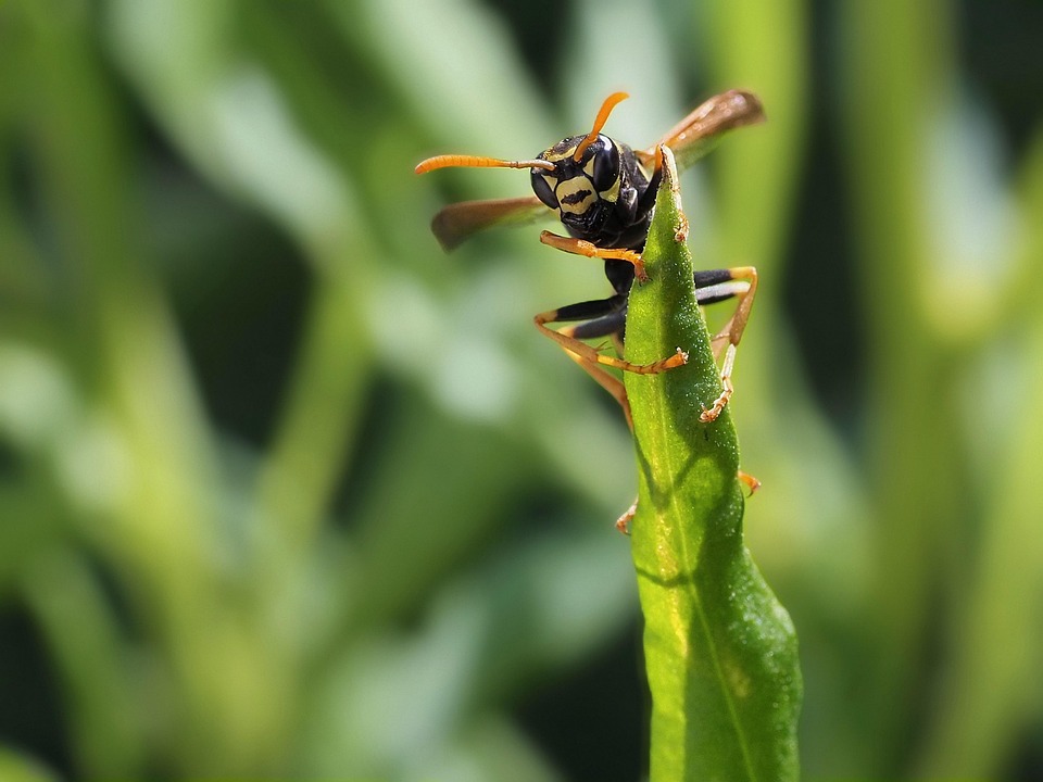 Field Wasp Insect Close - Free photo on Pixabay