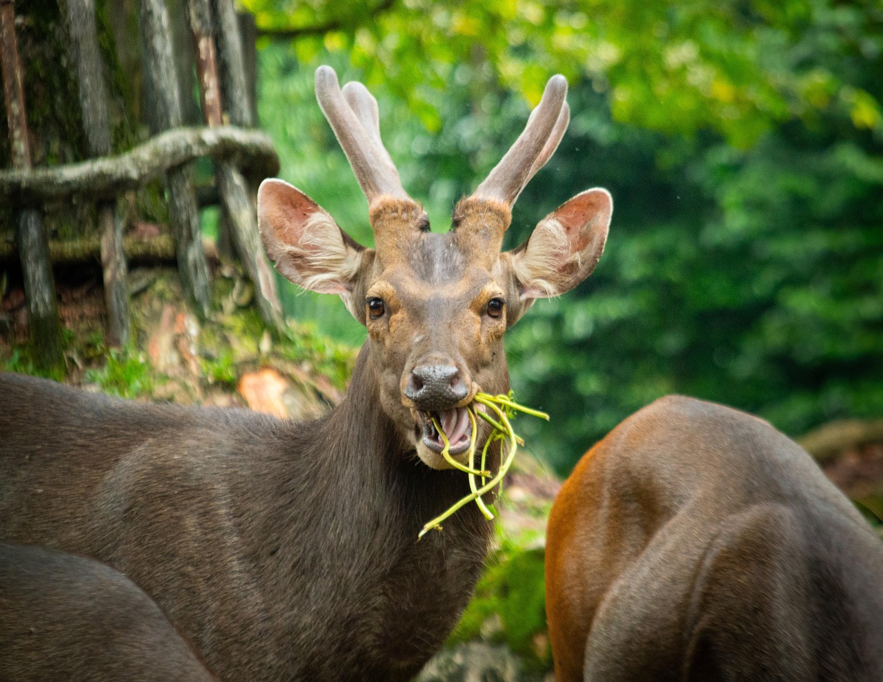 Ciervo Animal Naturaleza Fauna - Foto gratis en Pixabay