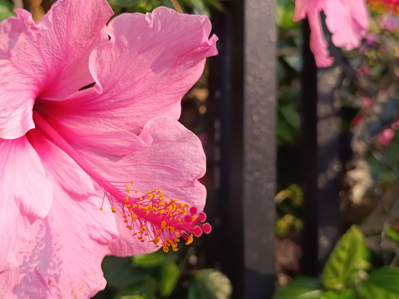 Flower Plant Nature - Free photo on Pixabay