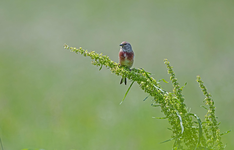 Bird Linnet Songbird - Free photo on Pixabay