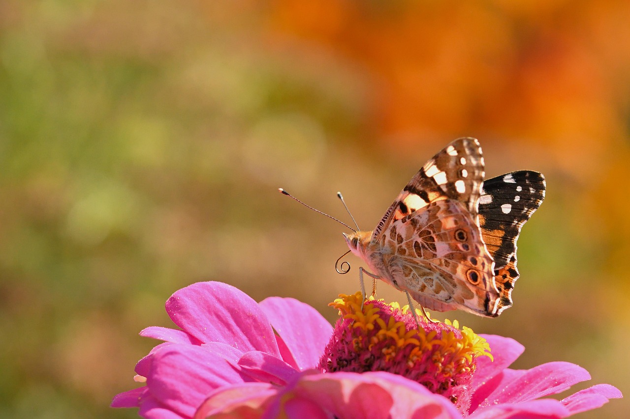 Vanessa Cardui Butterfly Blossom - Free photo on Pixabay