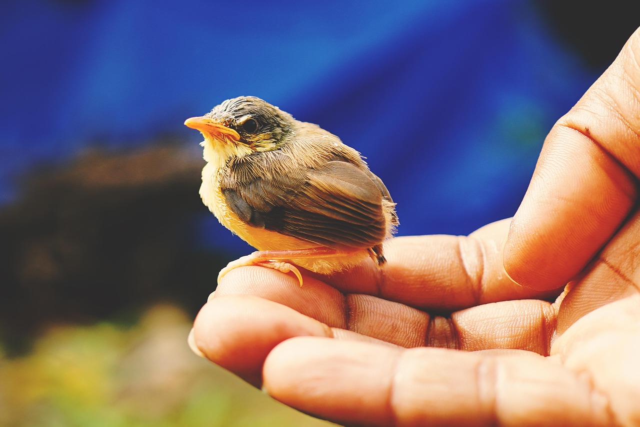 Holding Bird Nature - Free photo on Pixabay