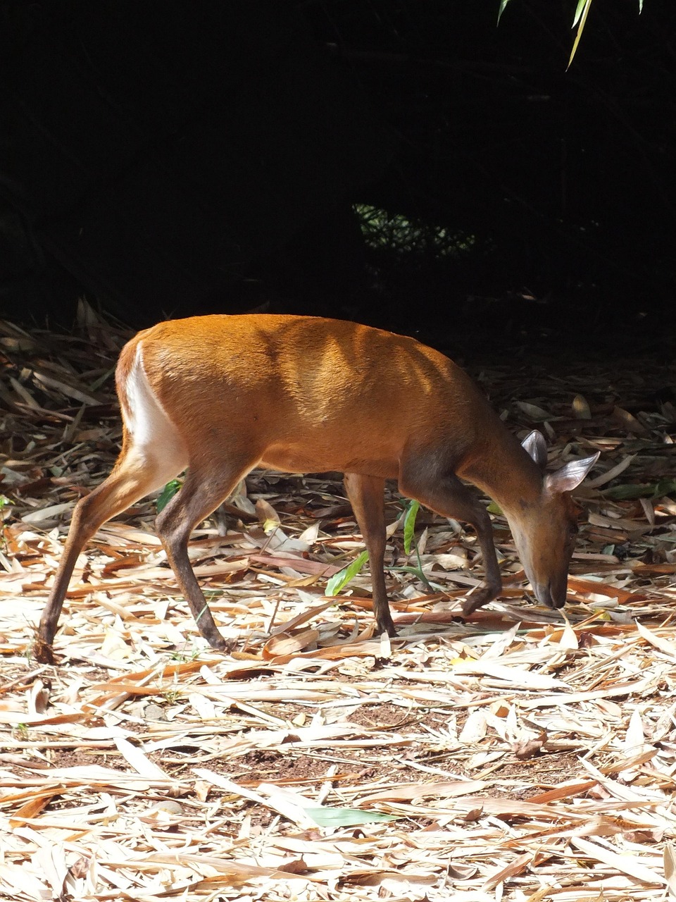 Animal Naturel Faune - Photo gratuite sur Pixabay