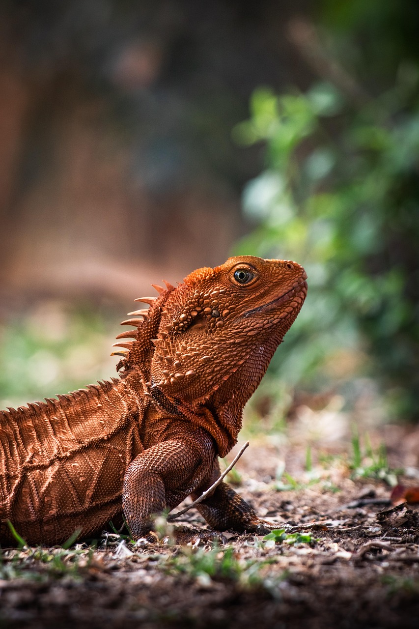 9,000+ Dragon Pictures & Images [HD] - Pixabay