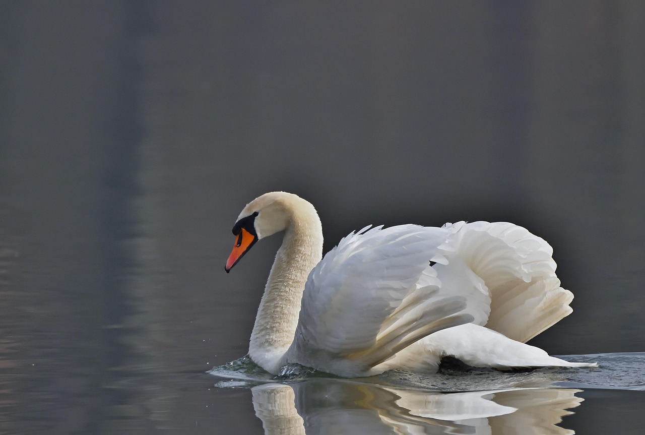 Mute Swan Bird - Free photo on Pixabay